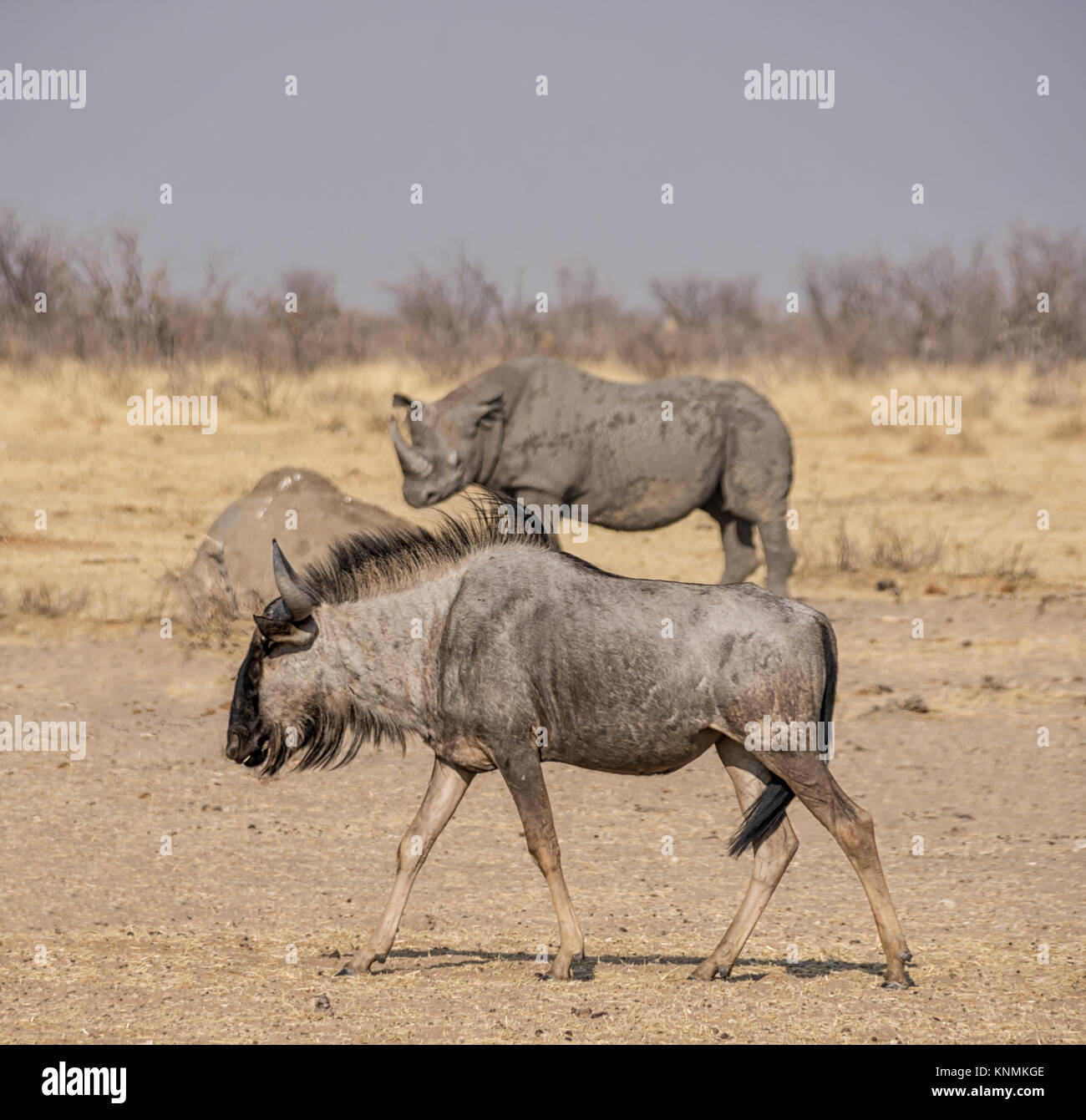 Blue Wildebeest in Namibian savanna Stock Photo - Alamy