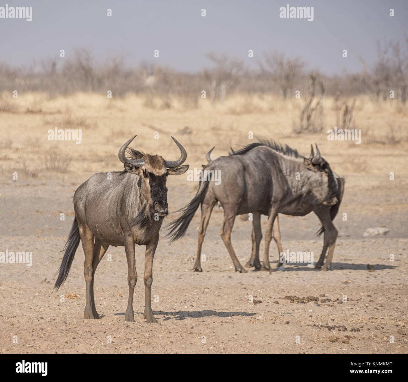 Blue Wildebeest in Namibian savanna Stock Photo - Alamy
