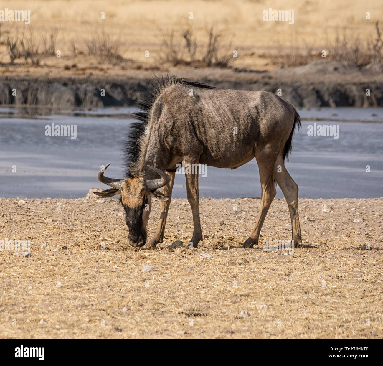 Blue Wildebeest at a watering hole in Namibian savanna Stock Photo - Alamy