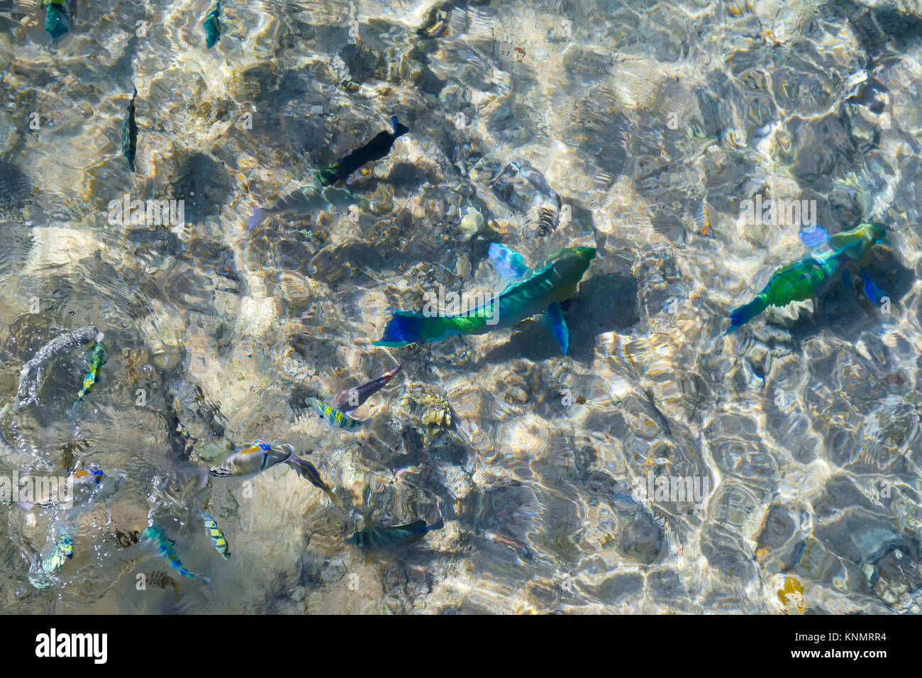 Colored Fishes on the surface of the Red Sea in Sharm El-Sheikh Stock ...