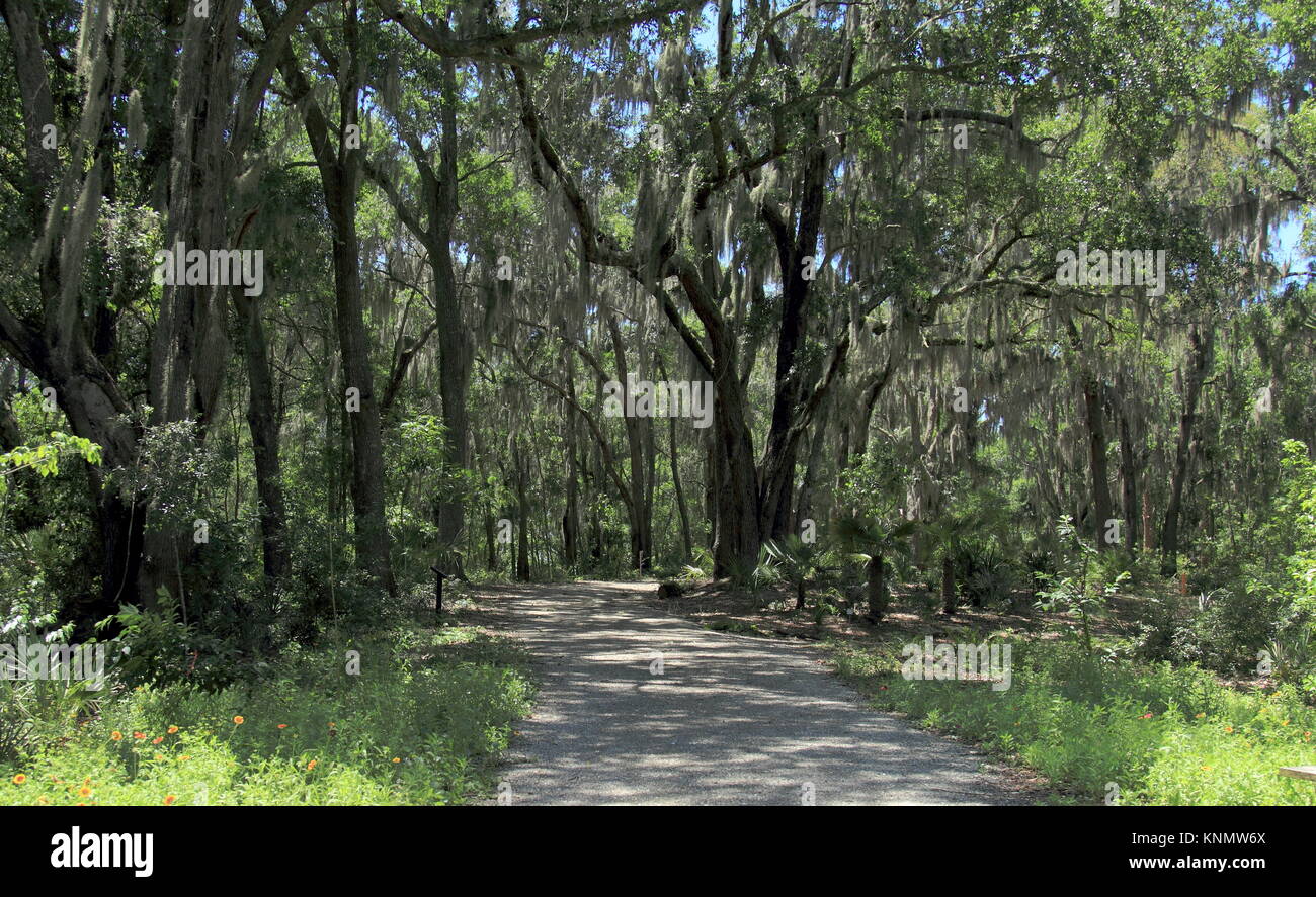 Walkway through dense tropical forest in Florida Stock Photo - Alamy