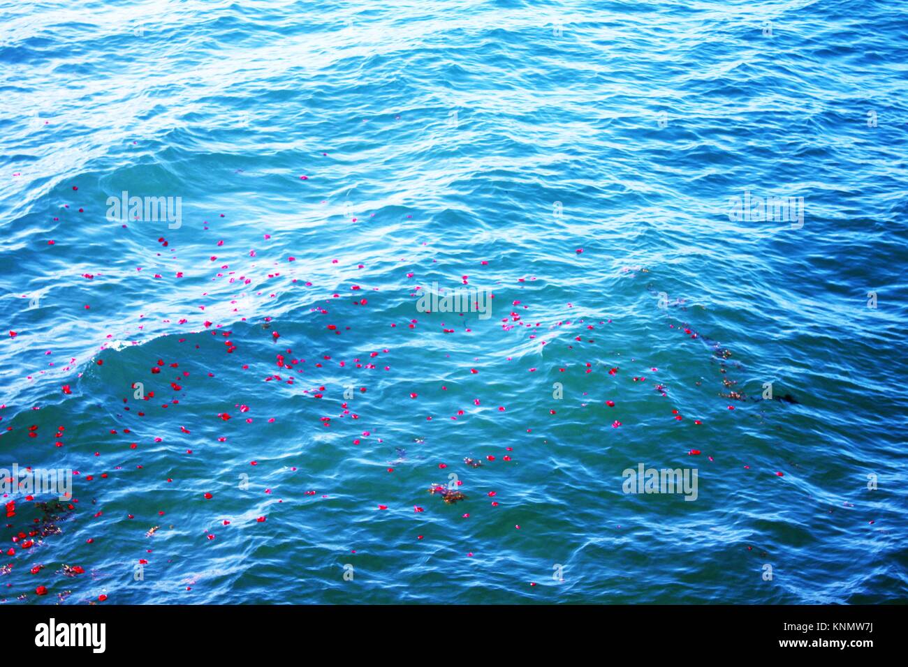 Rose Petals Flowing In The Ocean Stock Photo - Alamy