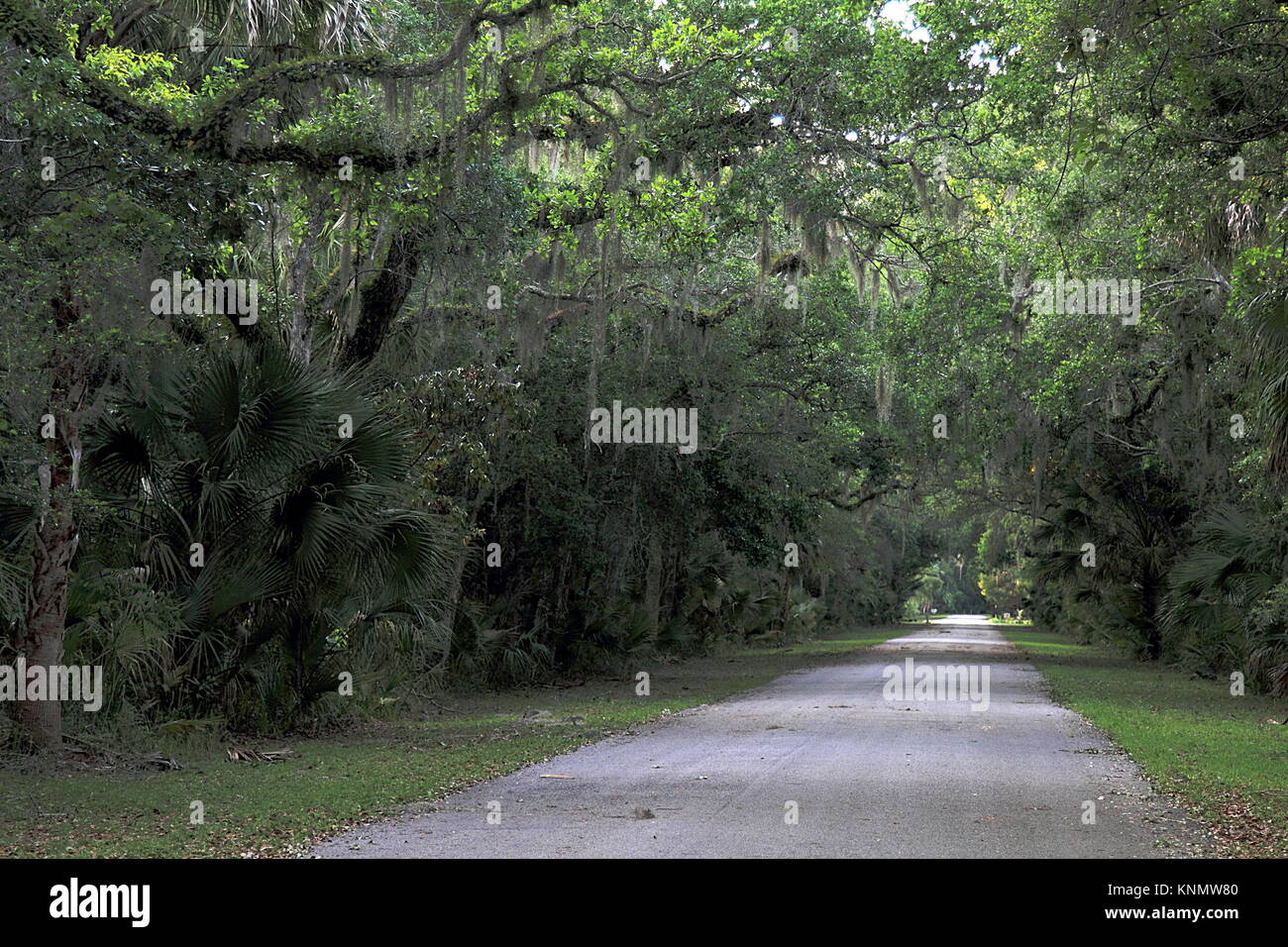 Walkway through dense tropical forest in Florida Stock Photo - Alamy