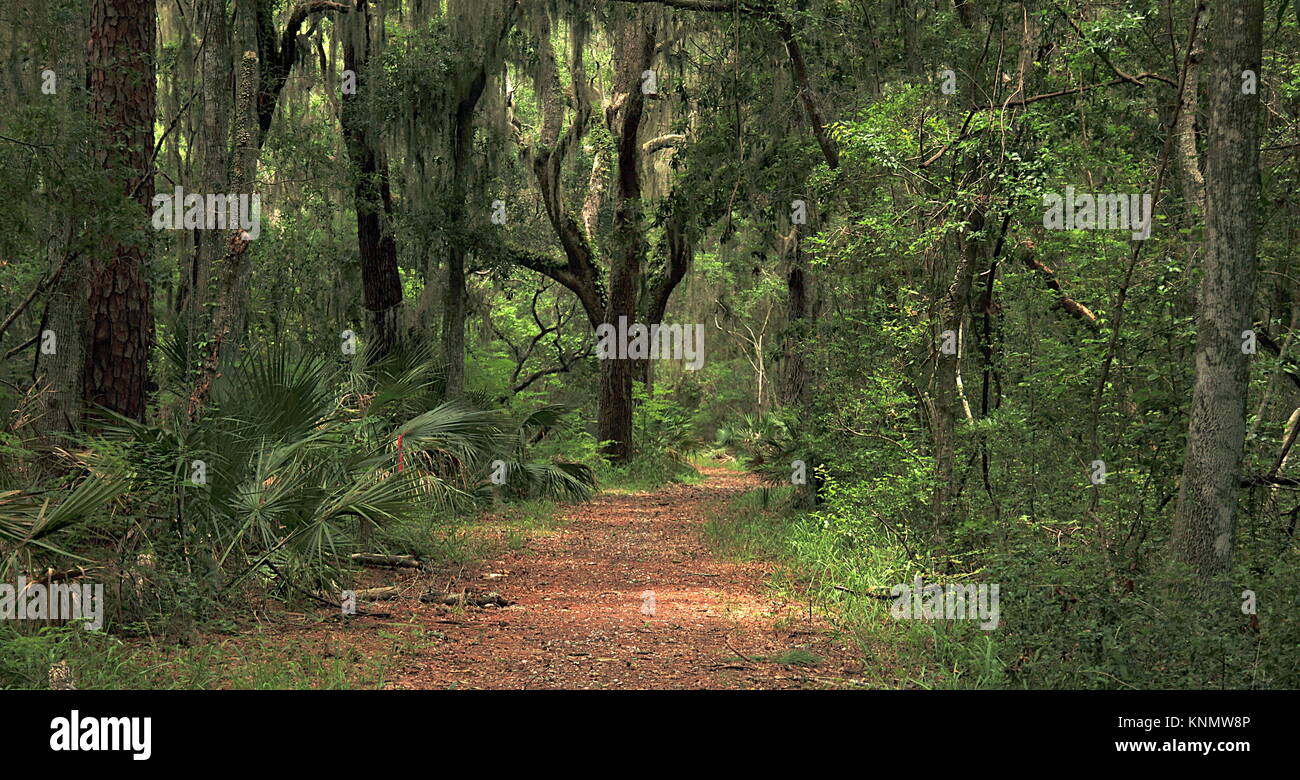 Walkway through dense tropical forest in Florida Stock Photo - Alamy