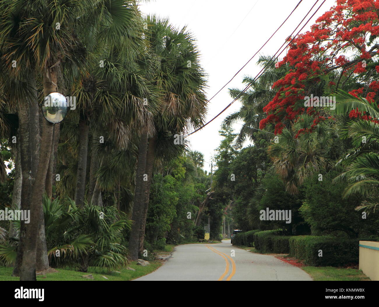 Beautiful narrow road in residential Florida neighborhood Stock Photo ...