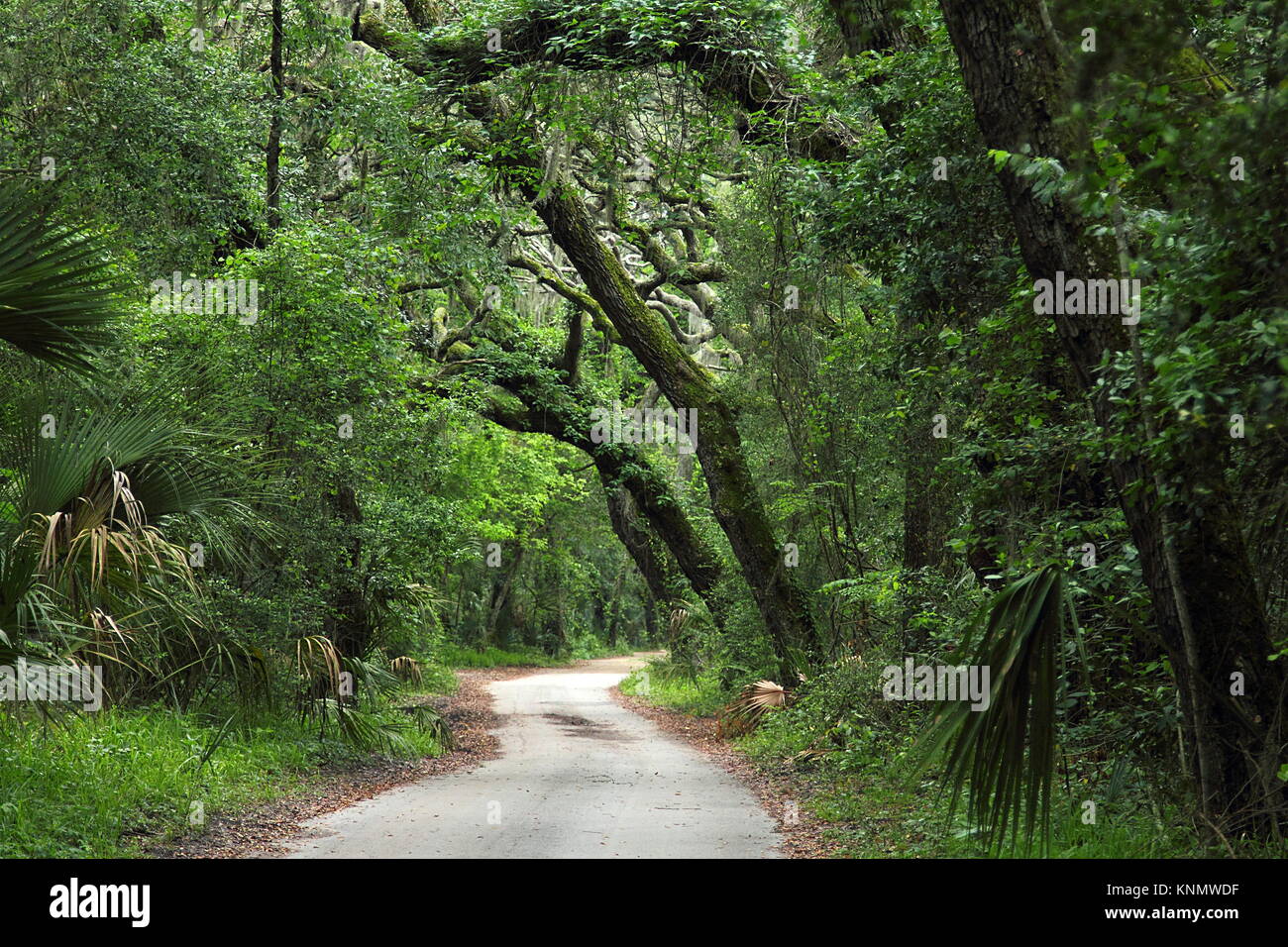 Walkway through dense tropical forest in Florida Stock Photo - Alamy