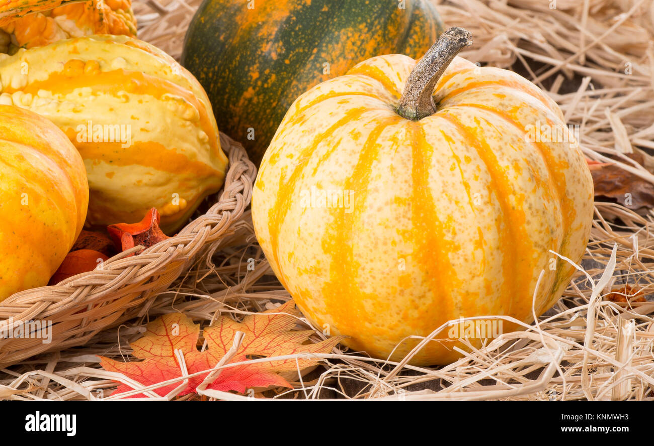Closeup of colorful autumn gourds on straw Stock Photo - Alamy