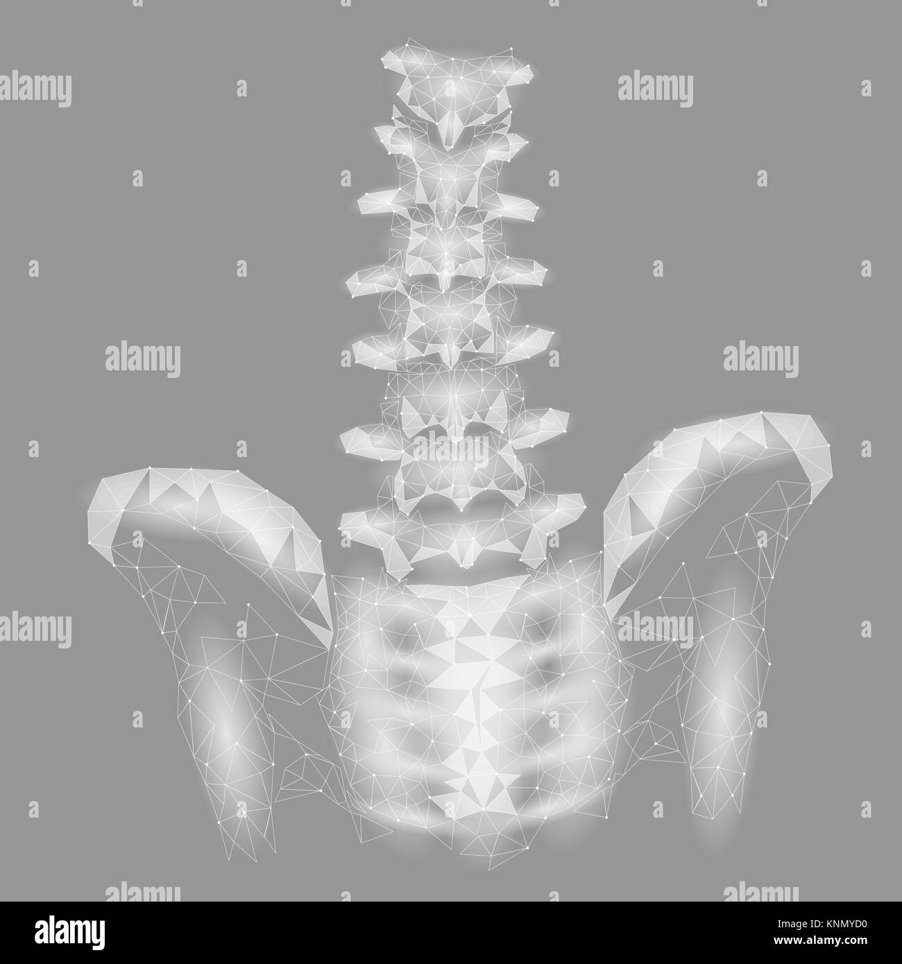 Anatomy of lumbar spine High Resolution Stock Photography and Images ...