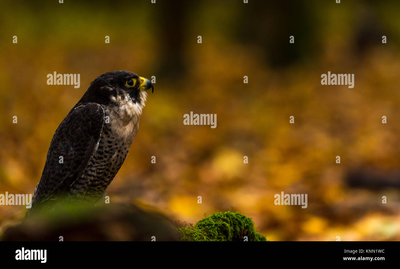 A captive Peregrine Falcon on grounds of forest in autumn Stock Photo ...