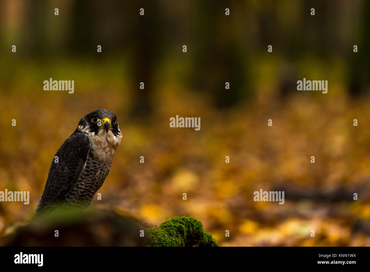 Peregrine falcon looking up hi-res stock photography and images - Alamy