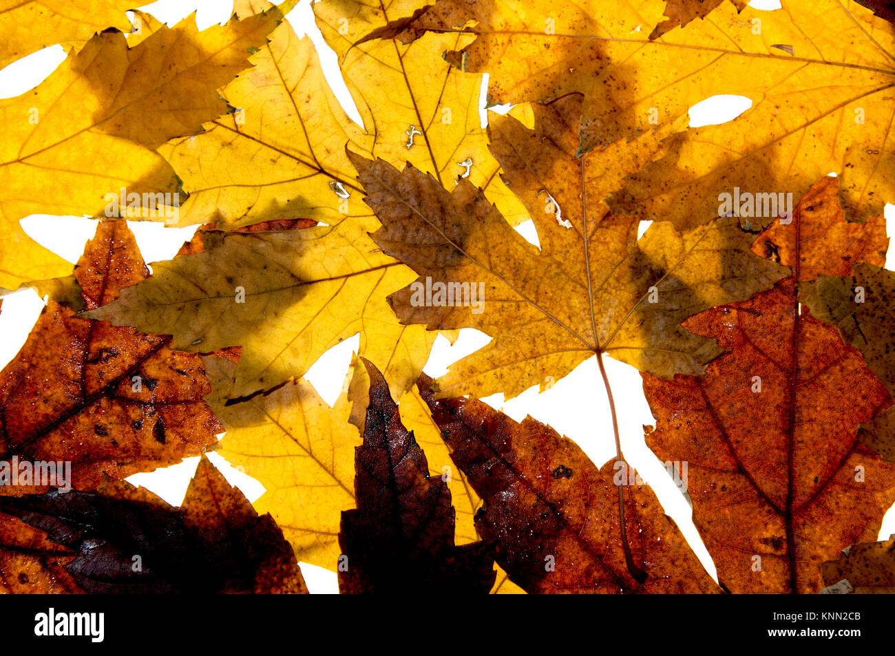 Silver maple leaves in fall hi-res stock photography and images - Alamy