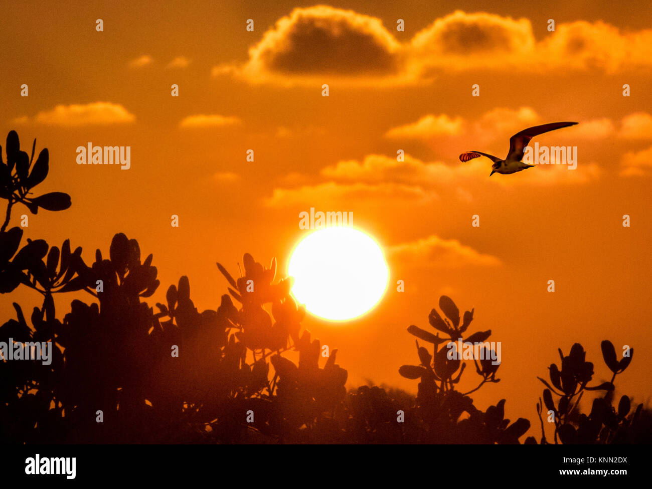 The sun setting in Maldives Stock Photo - Alamy