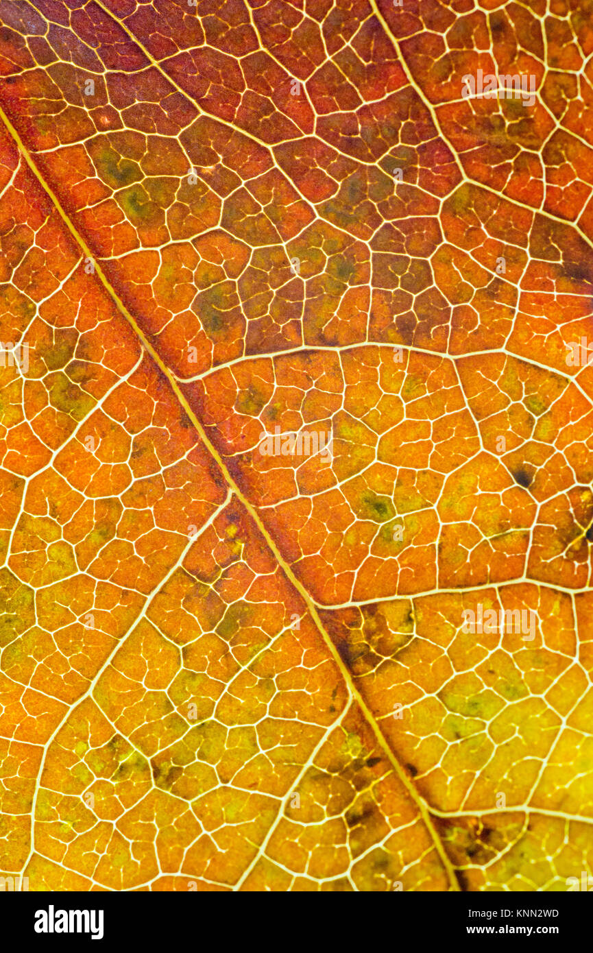 Reticulate Leaf Venation High Resolution Stock Photography and Images ...