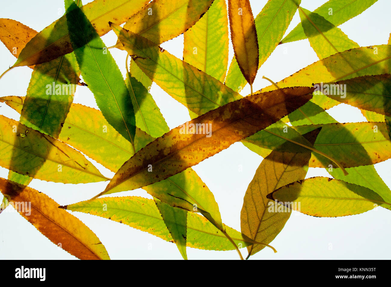 Willow leaves with hi-res stock photography and images - Alamy
