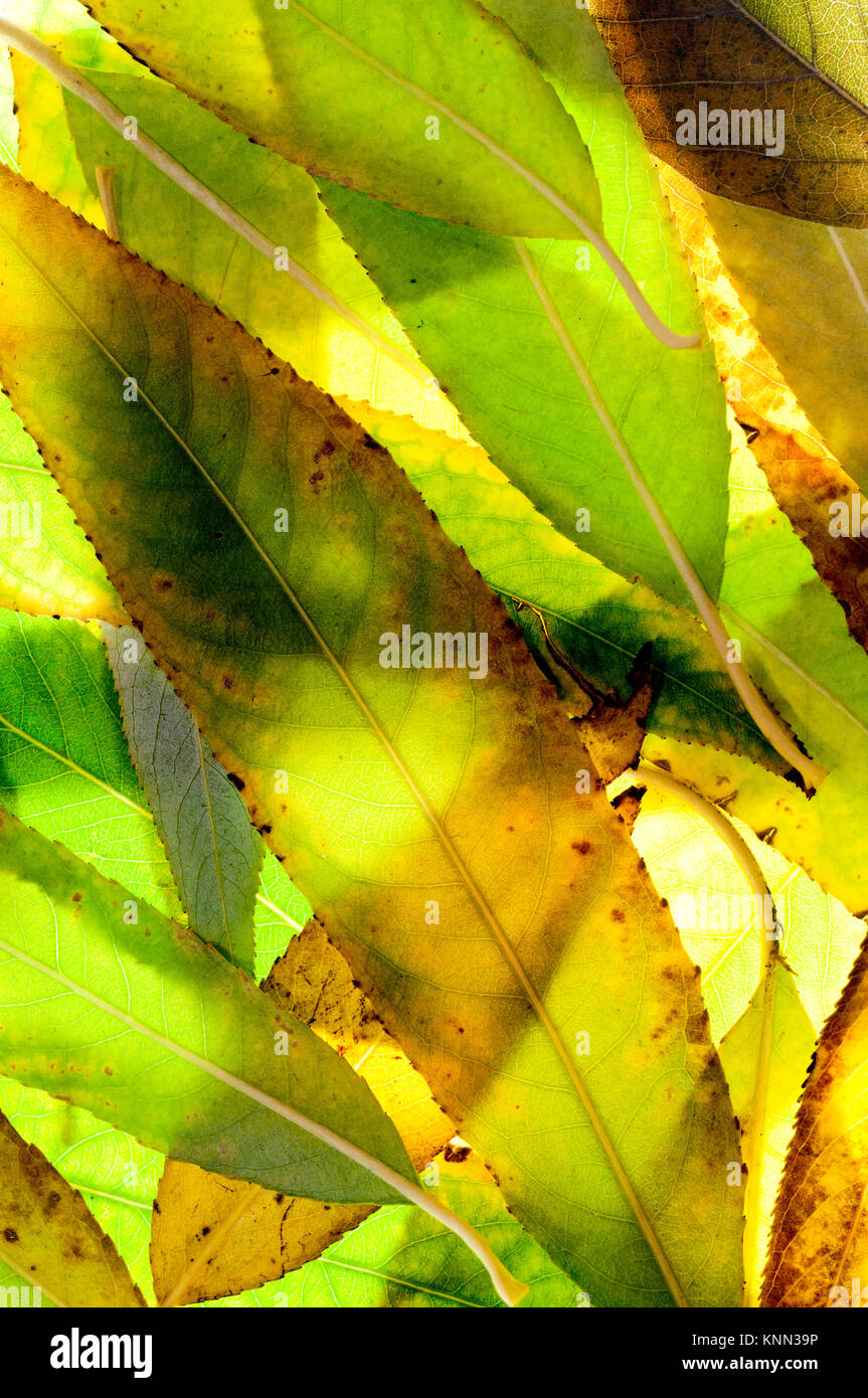Willow leaves with hi-res stock photography and images - Alamy
