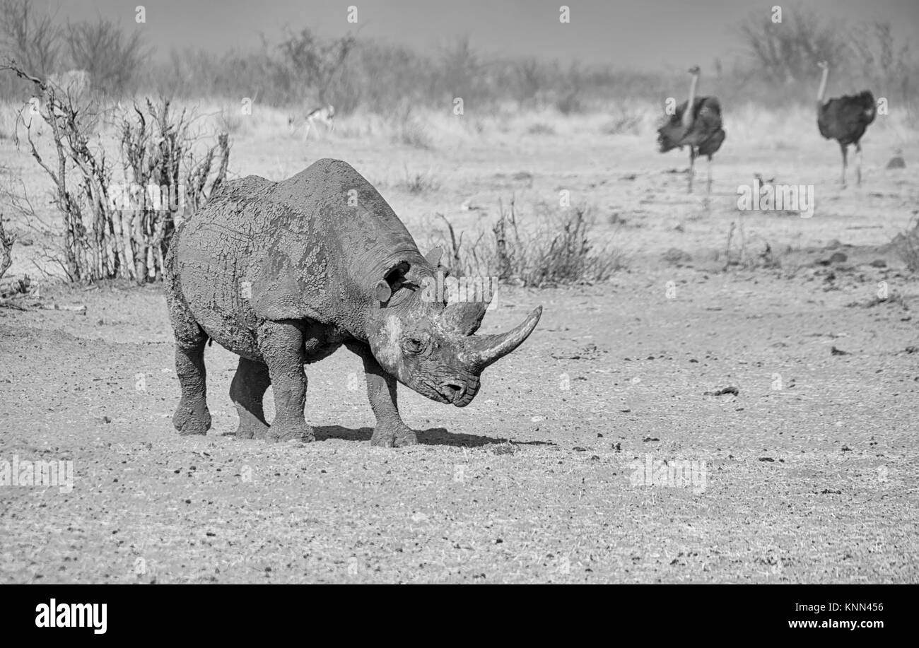 A solitary Black Rhino in Namibian savanna Stock Photo - Alamy