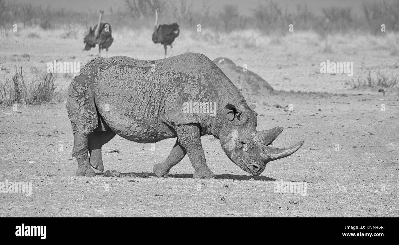 A solitary Black Rhino in Namibian savanna Stock Photo - Alamy
