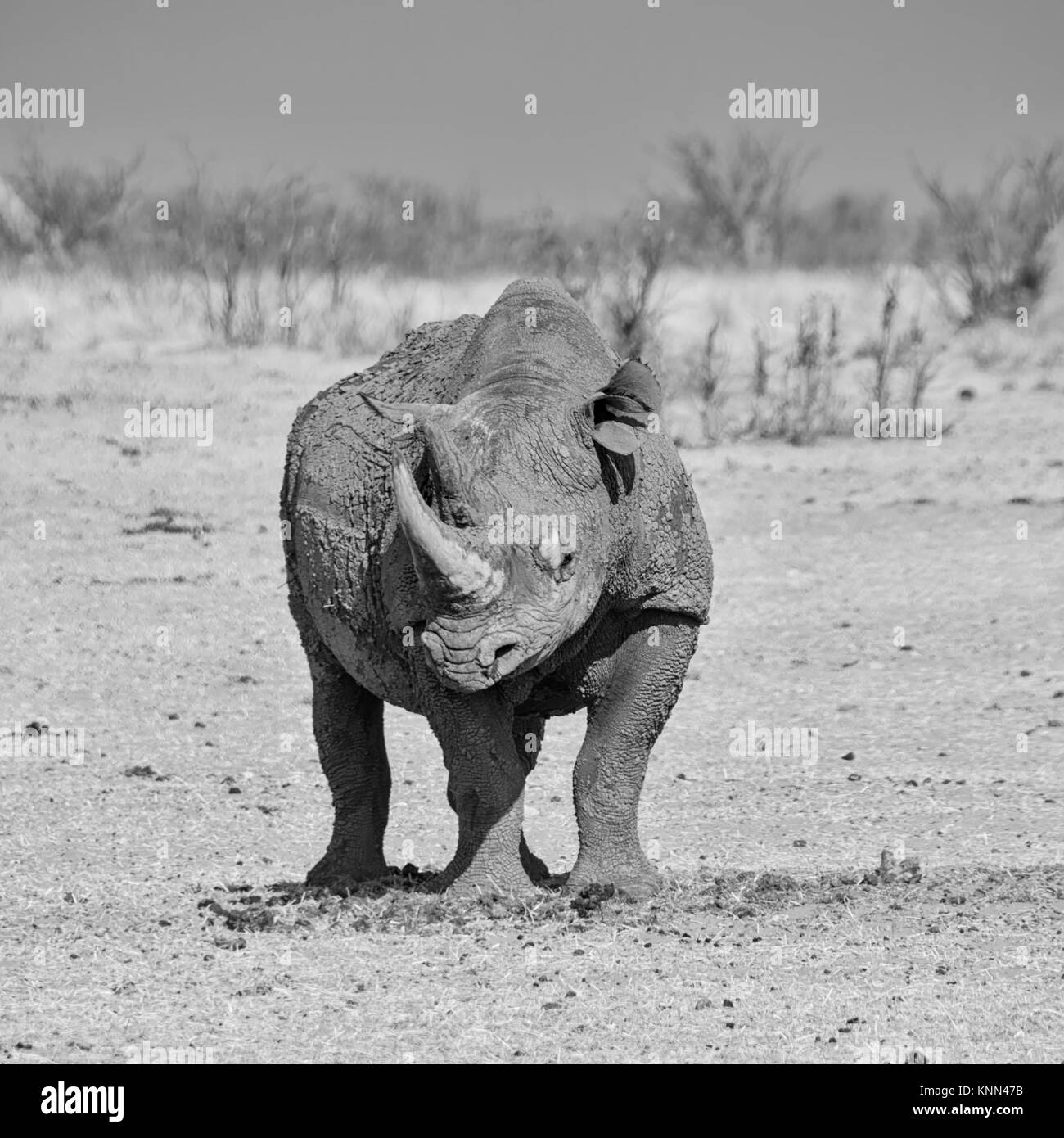 A solitary Black Rhino in Namibian savanna Stock Photo - Alamy