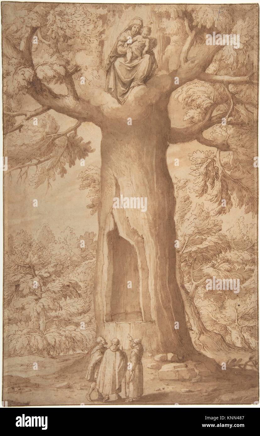 Beech tree line drawing hi-res stock photography and images - Alamy