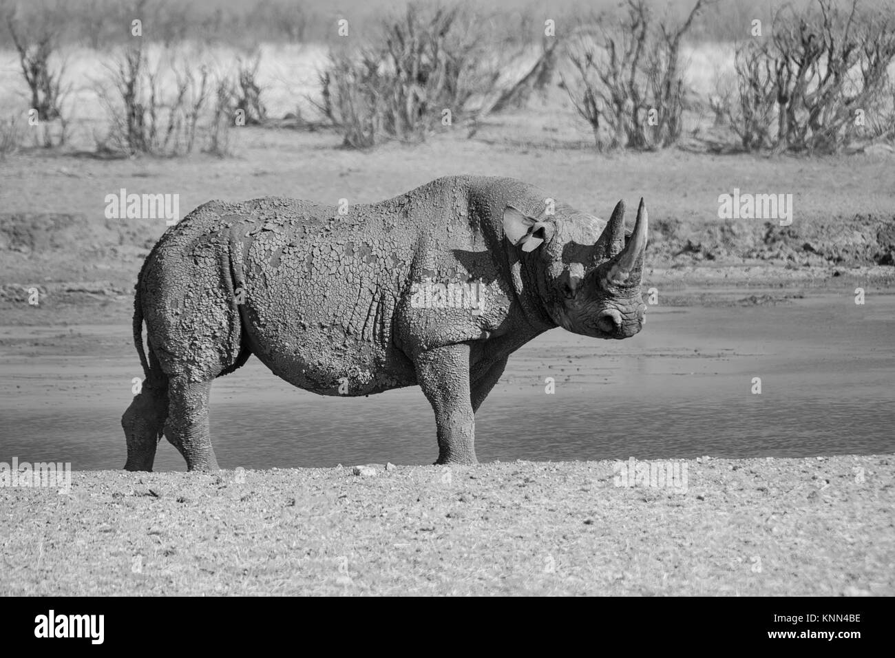 A solitary Black Rhino in Namibian savanna Stock Photo - Alamy