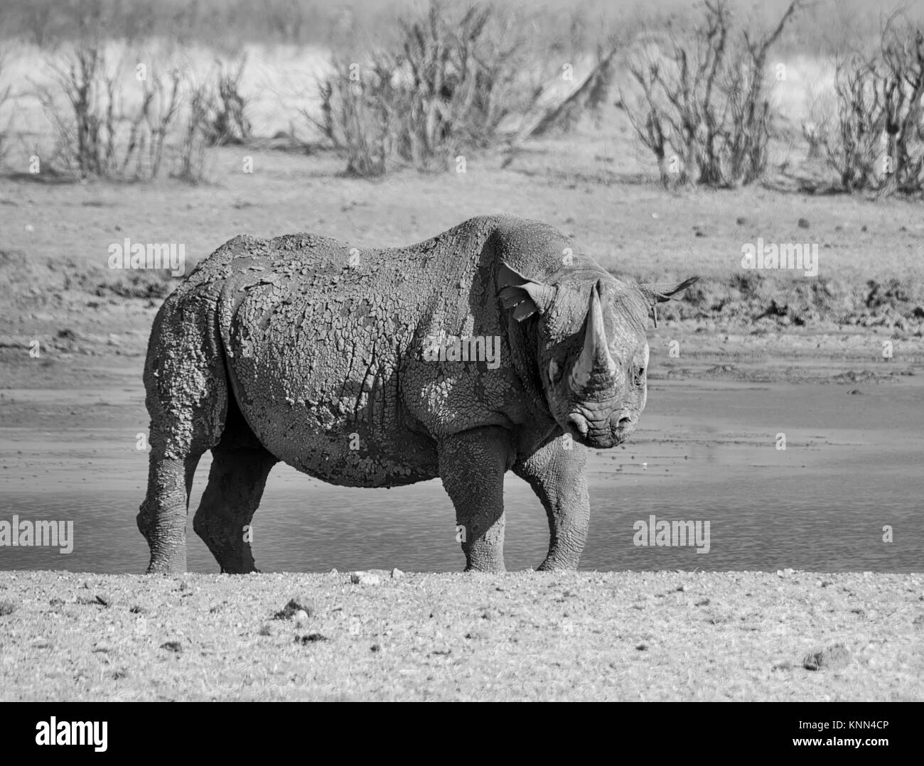 A solitary Black Rhino in Namibian savanna Stock Photo - Alamy