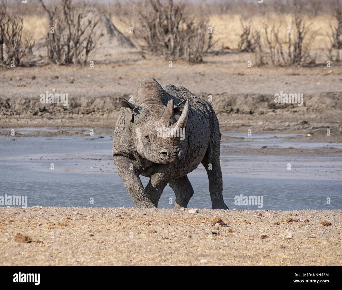 A solitary Black Rhino in Namibian savanna Stock Photo - Alamy