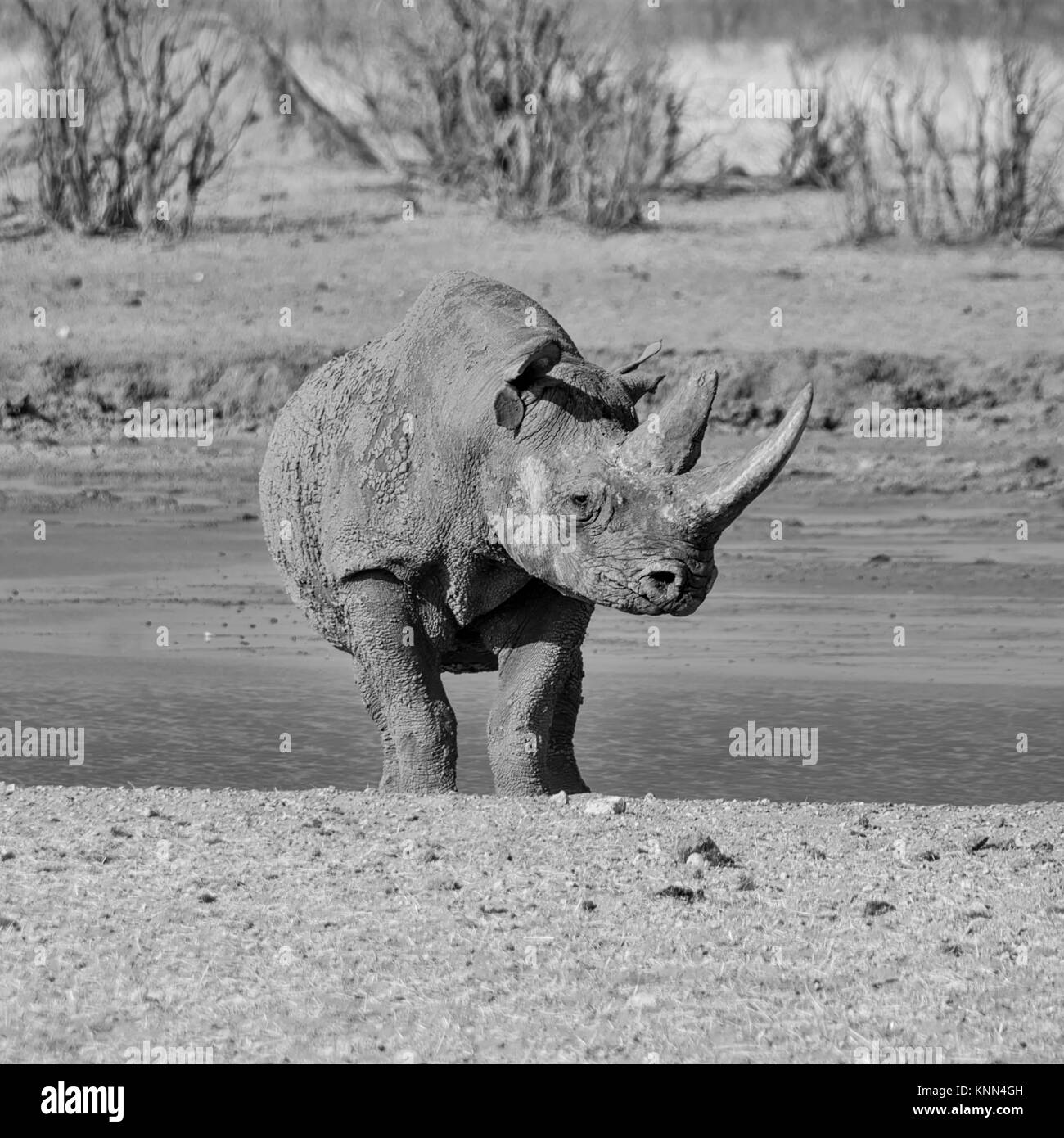 A solitary Black Rhino in Namibian savanna Stock Photo - Alamy