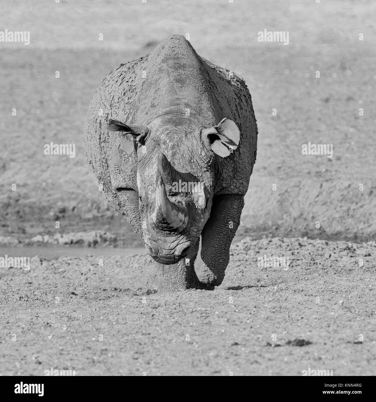 A solitary Black Rhino in Namibian savanna Stock Photo - Alamy