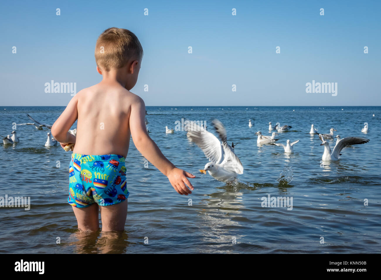 Little caucasian boy standing in the sea and throwing pieces of bread ...