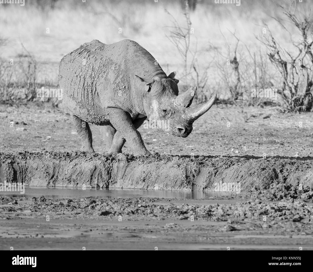 A solitary Black Rhino in Namibian savanna Stock Photo - Alamy