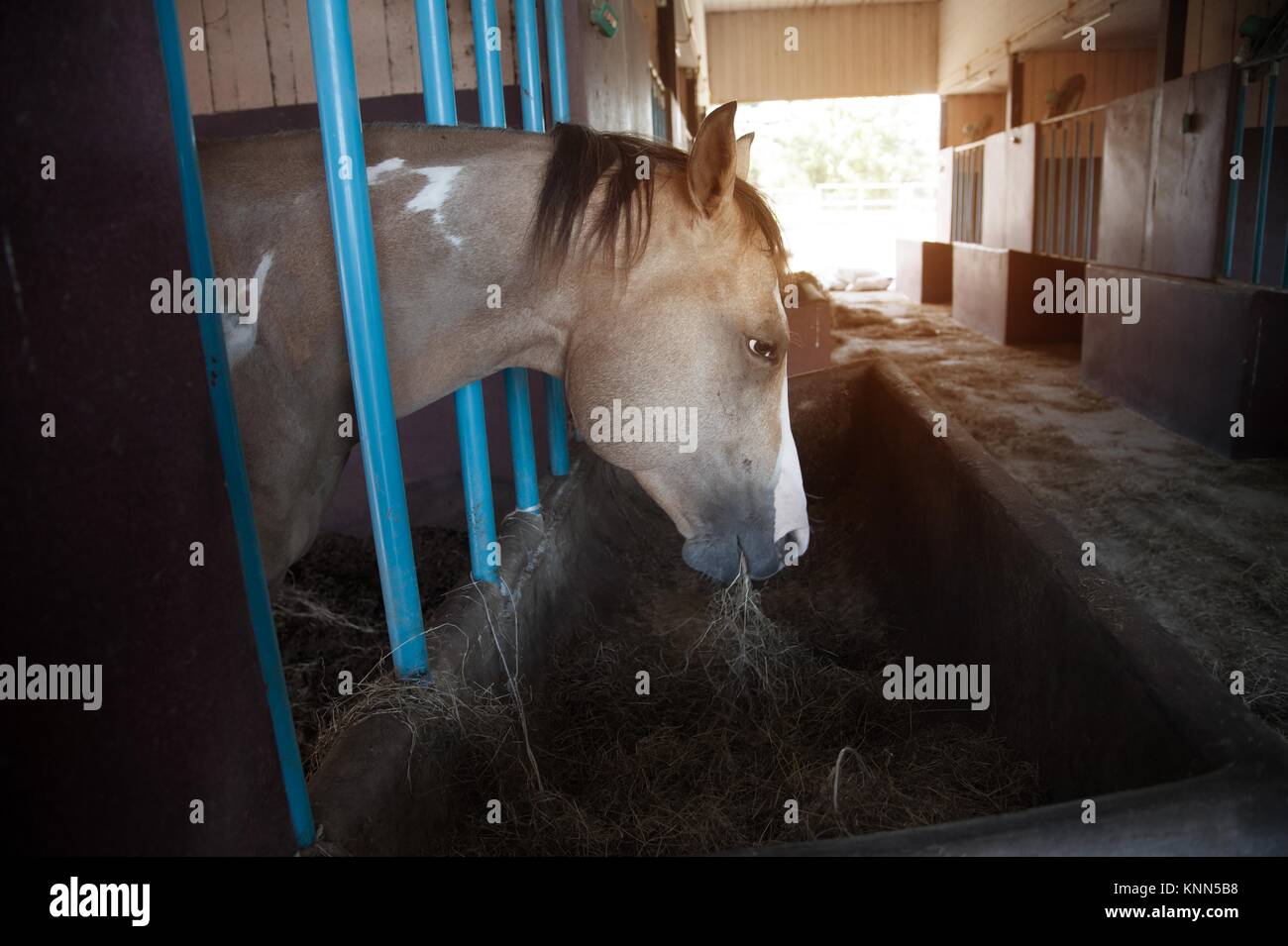 Portrait a horse in its stable on a horse stud farm Stock Photo - Alamy