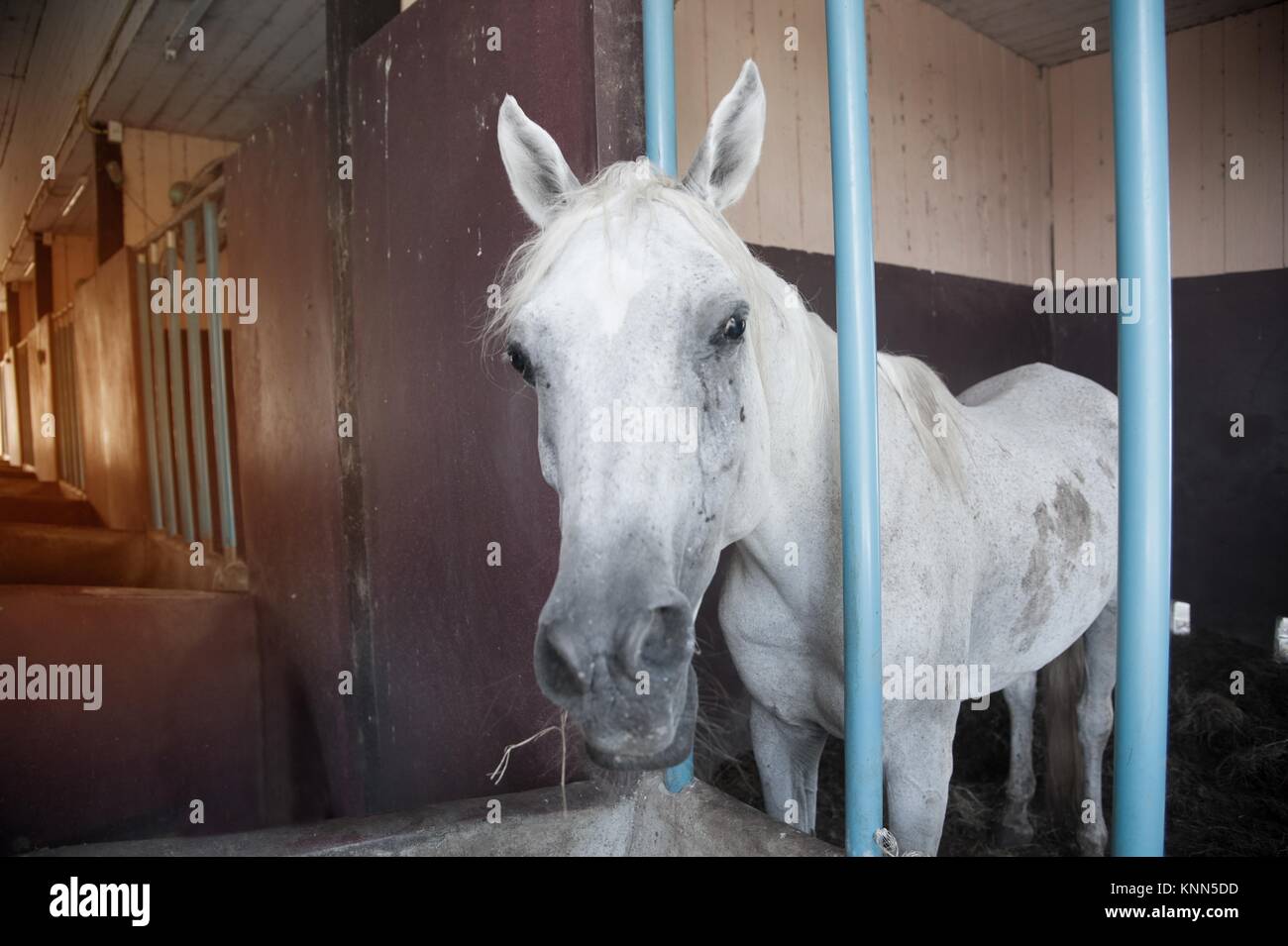 Portrait a horse in its stable on a horse stud farm Stock Photo - Alamy
