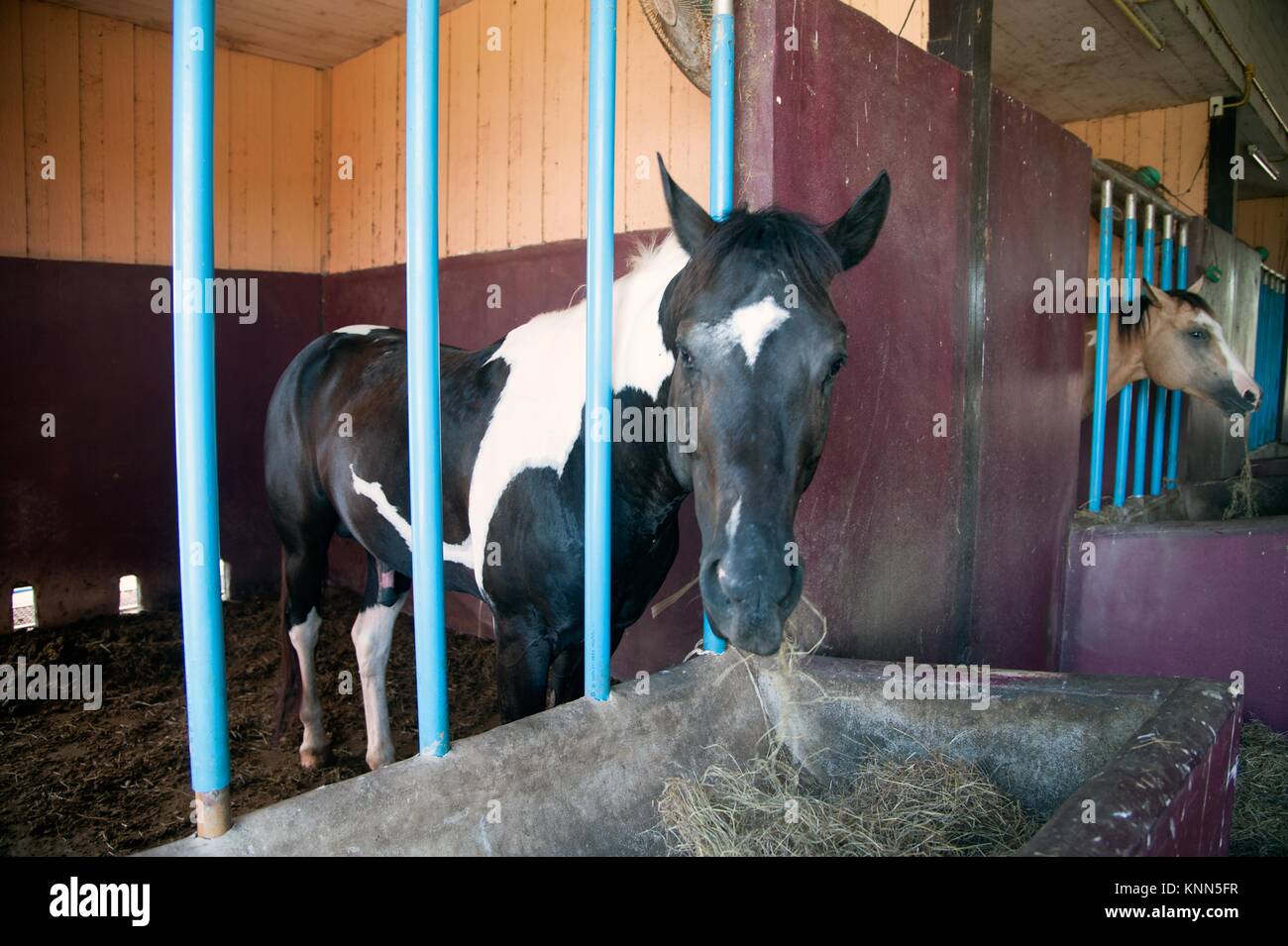 Portrait a horse in its stable on a horse stud farm Stock Photo - Alamy