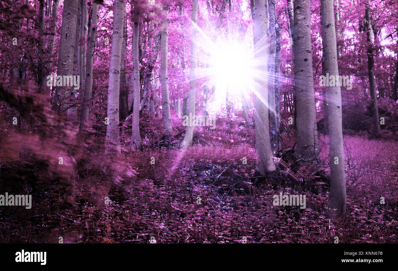 Infrared forest night hi-res stock photography and images - Alamy