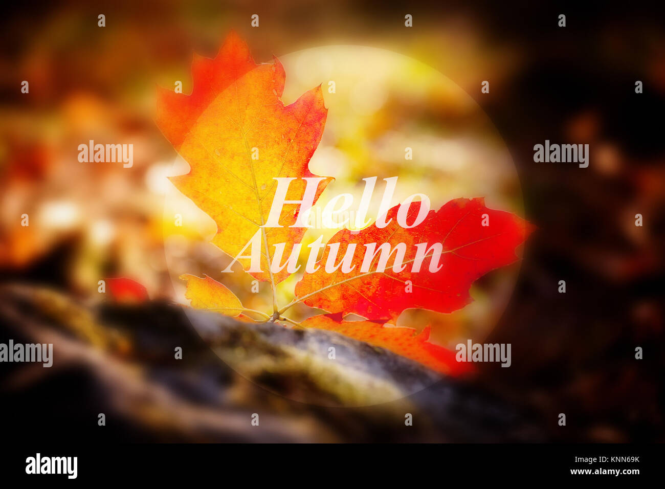 Banner with the Words Hello Autumn, soft colored and focused, red ...