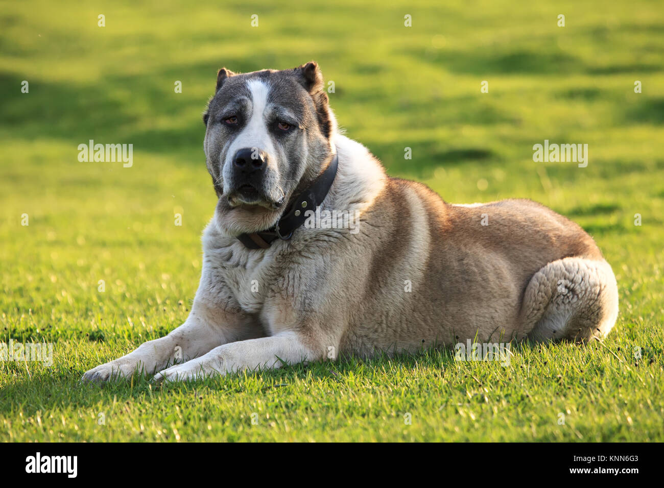 big alabai dog rest in green spring meadows Stock Photo: 168267235 - Alamy