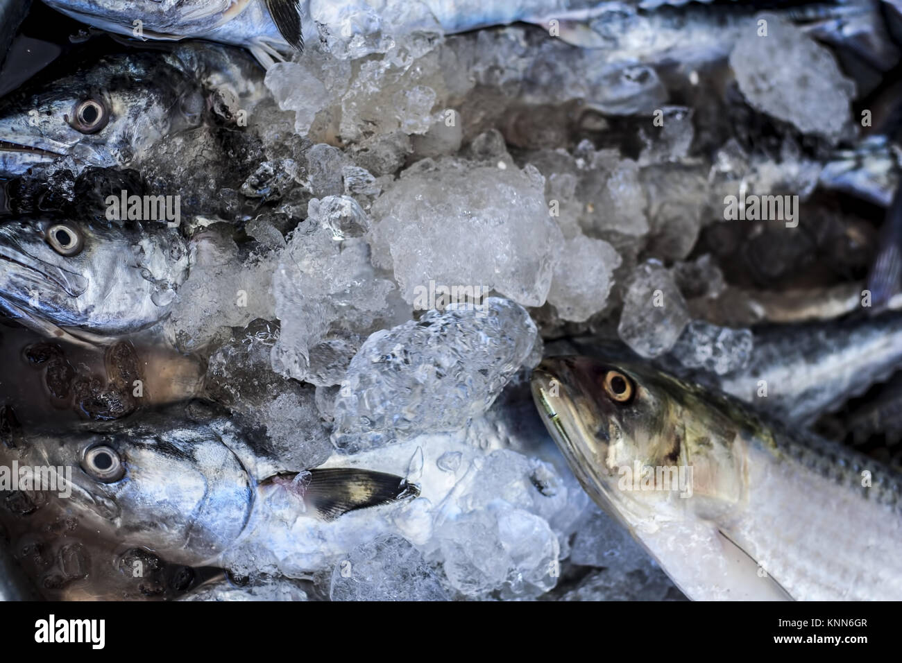 Close up of Scomberomorus cavalla, king mackerel Fish in the market ...