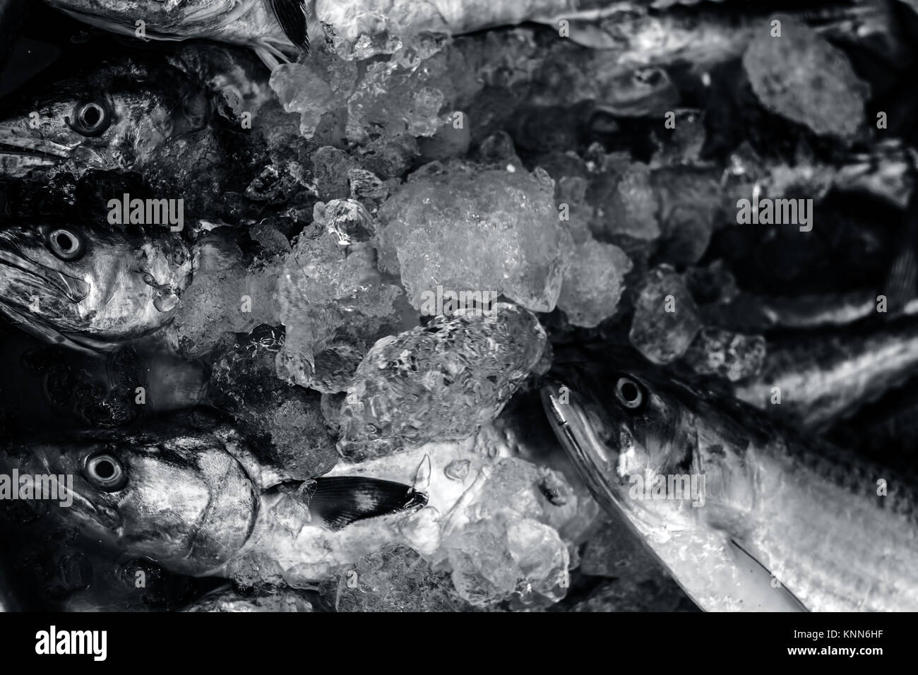 Close up of Scomberomorus cavalla, king mackerel Fish in the market ...