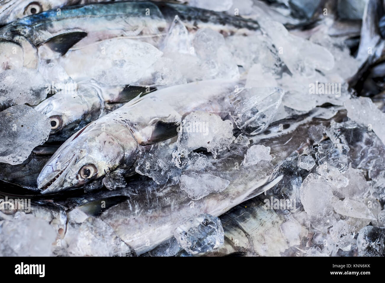 Close up of Scomberomorus cavalla, king mackerel Fish in the market ...