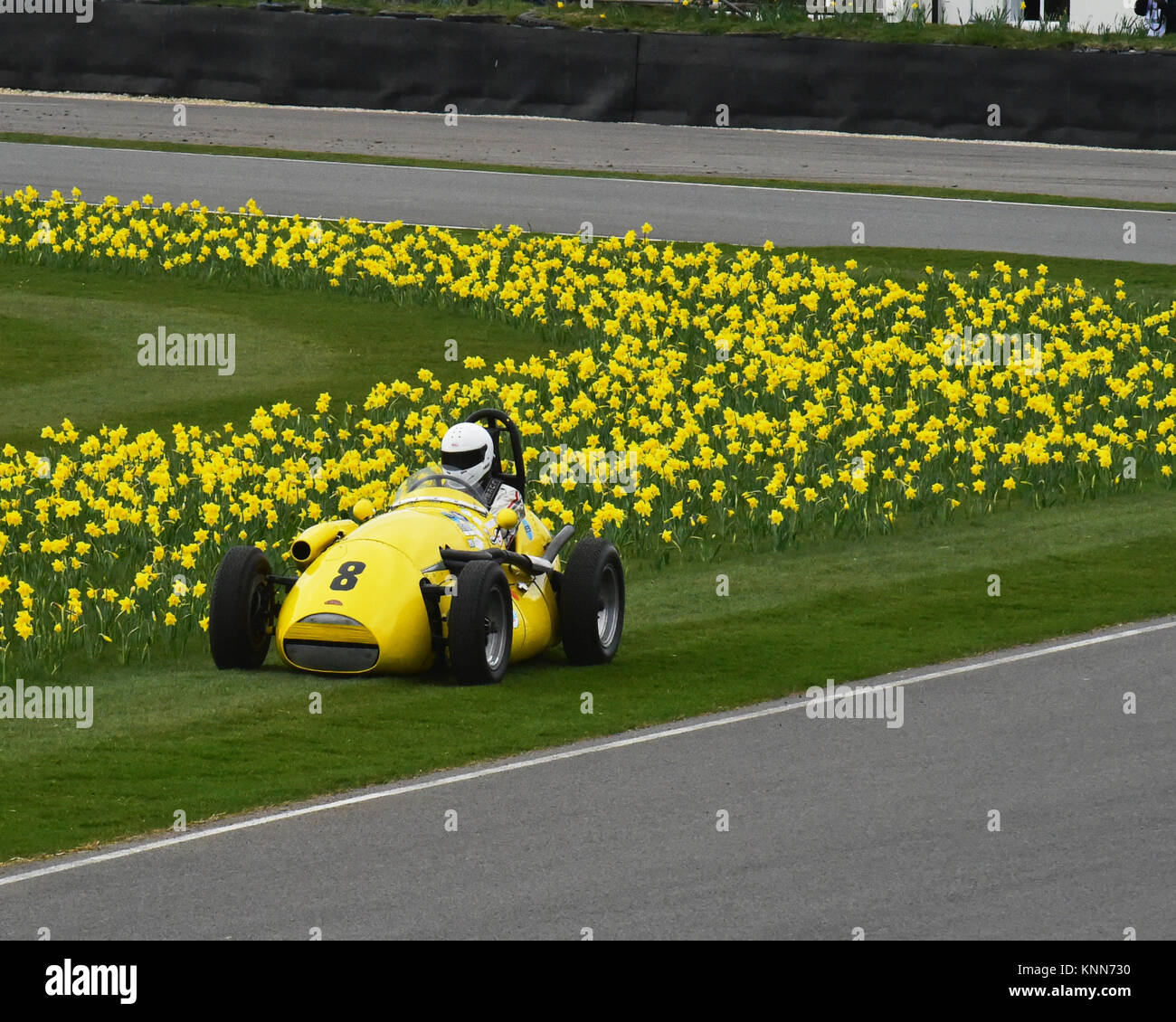 Goodwood daffodils High Resolution Stock Photography and Images - Alamy