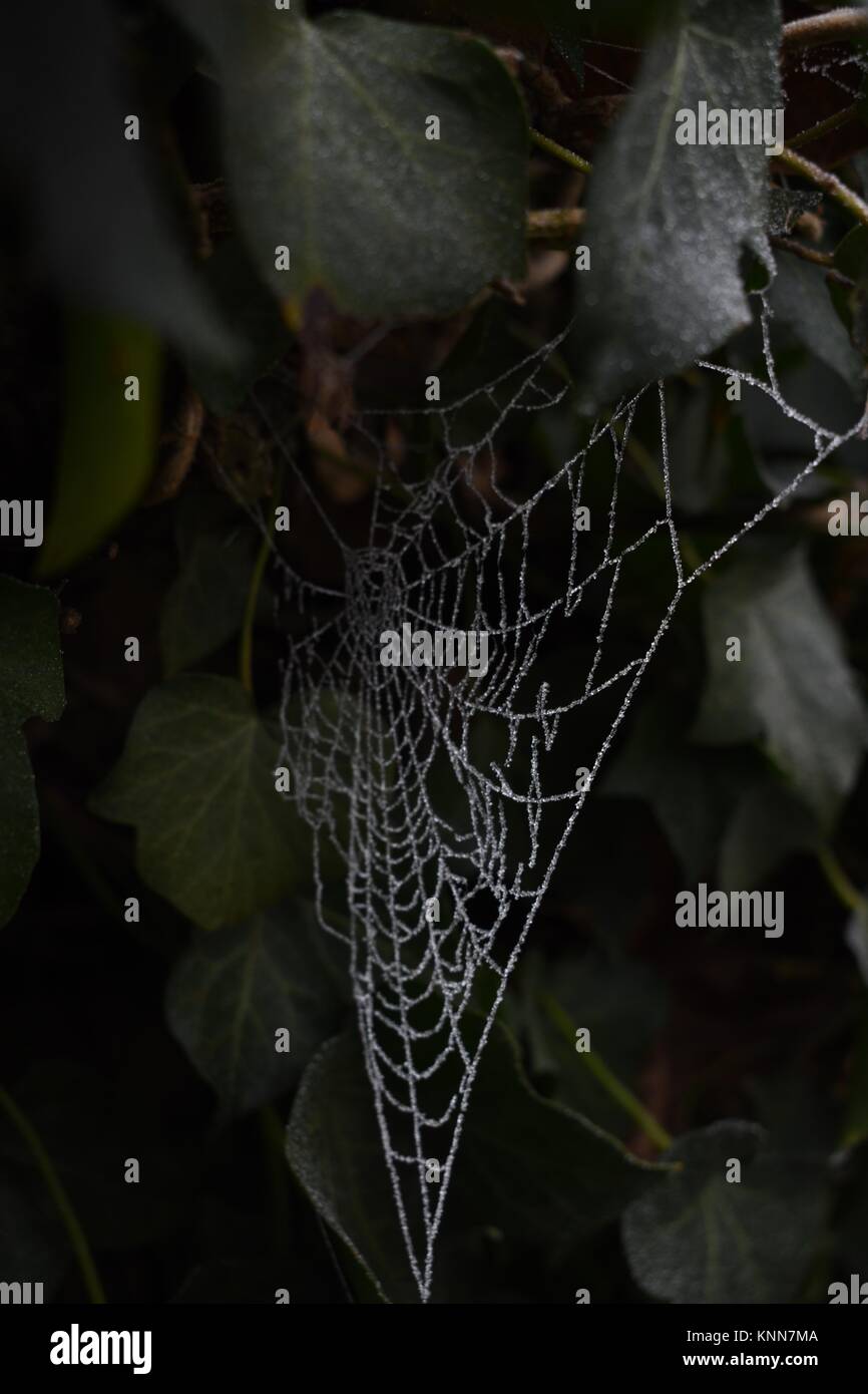 Frozen spider web hidden in the bushes Stock Photo - Alamy