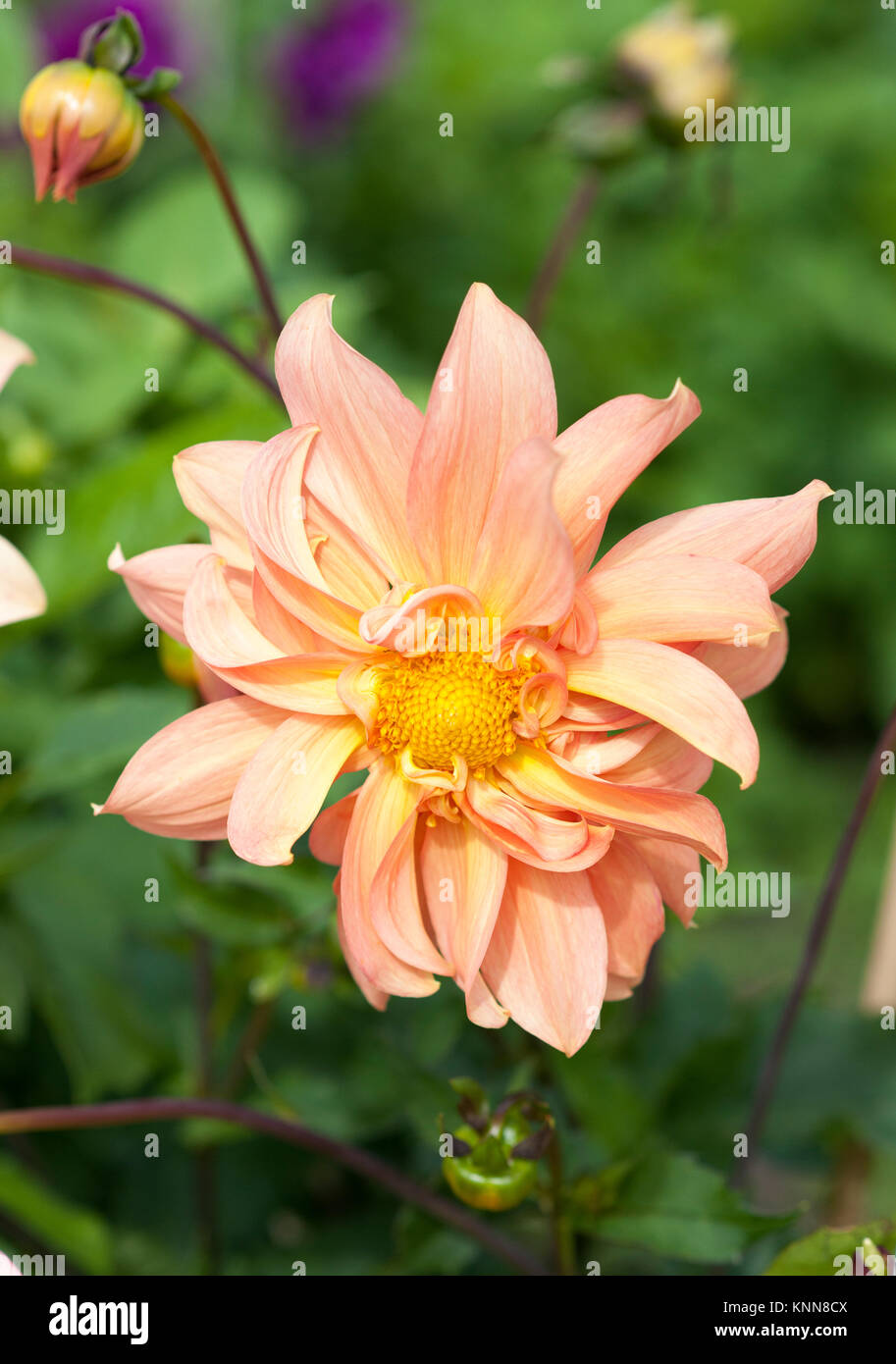 dahlia fairway spur Stock Photo - Alamy
