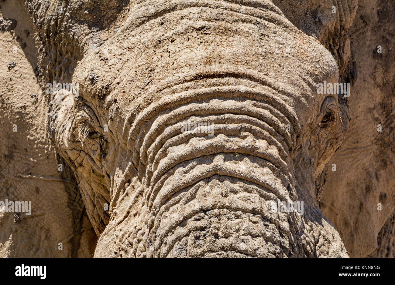Close-up detail of an African Elephant face Stock Photo - Alamy