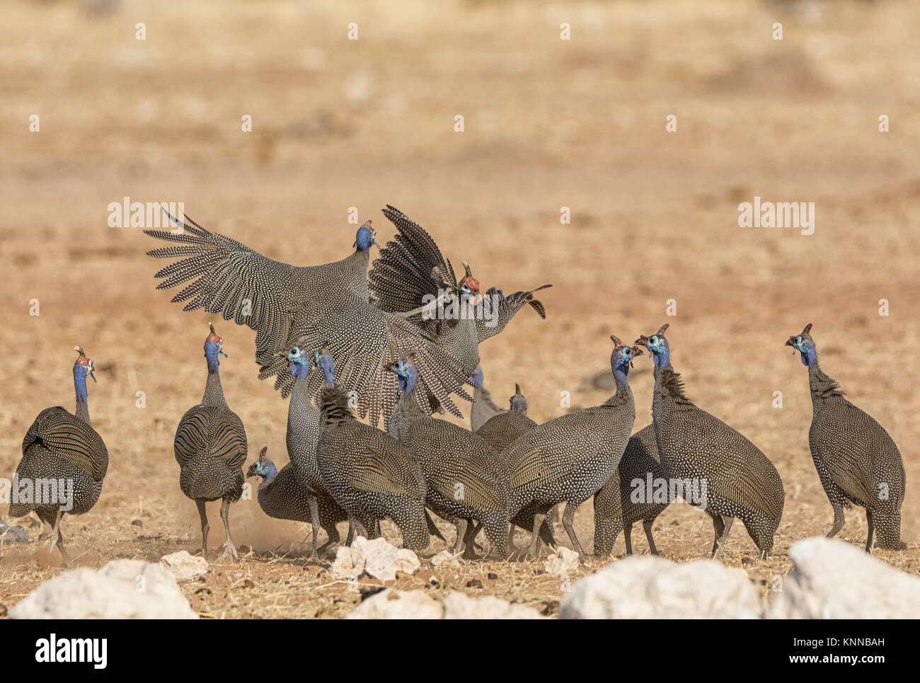 A flock of Helmeted Guineafowl in Namibian savanna Stock Photo - Alamy