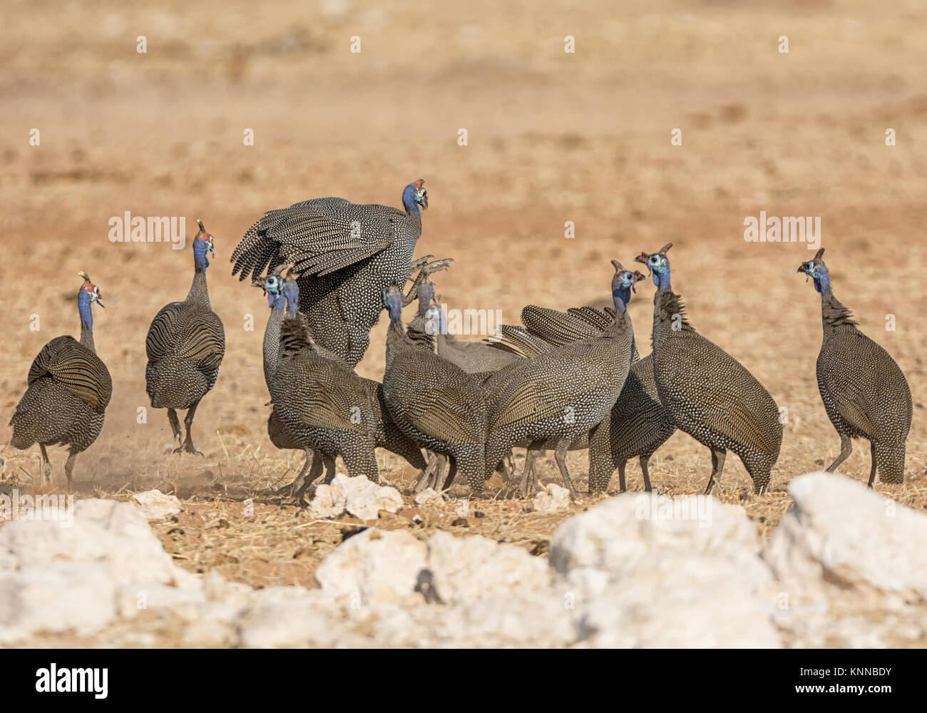 A flock of Helmeted Guineafowl in Namibian savanna Stock Photo - Alamy