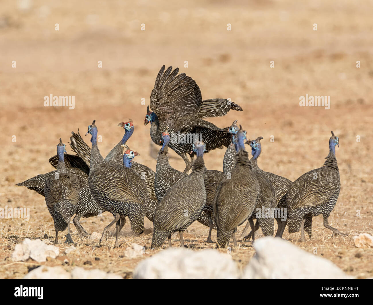 A flock of Helmeted Guineafowl in Namibian savanna Stock Photo - Alamy