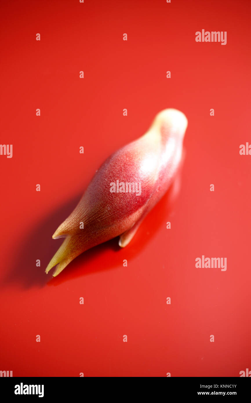 Zingiber mioga hi-res stock photography and images - Alamy