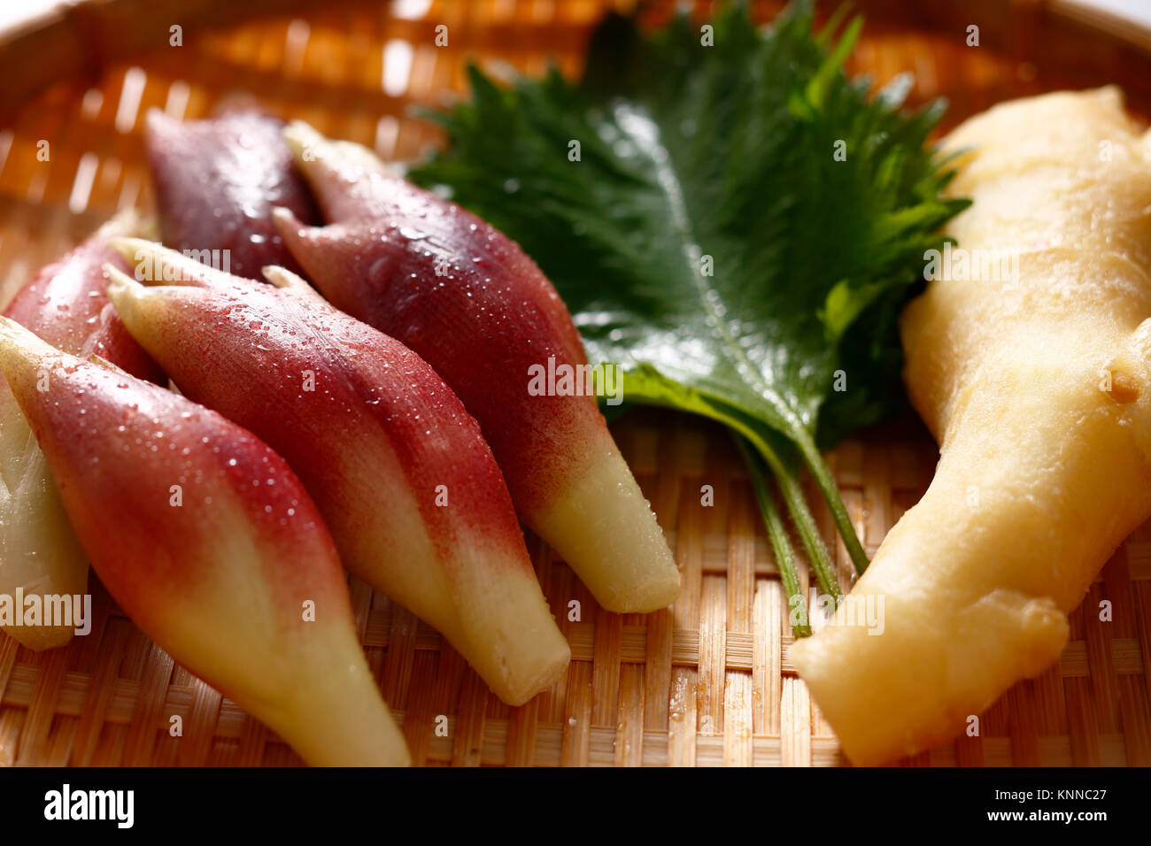 Zingiber mioga ginger plant hi-res stock photography and images - Alamy