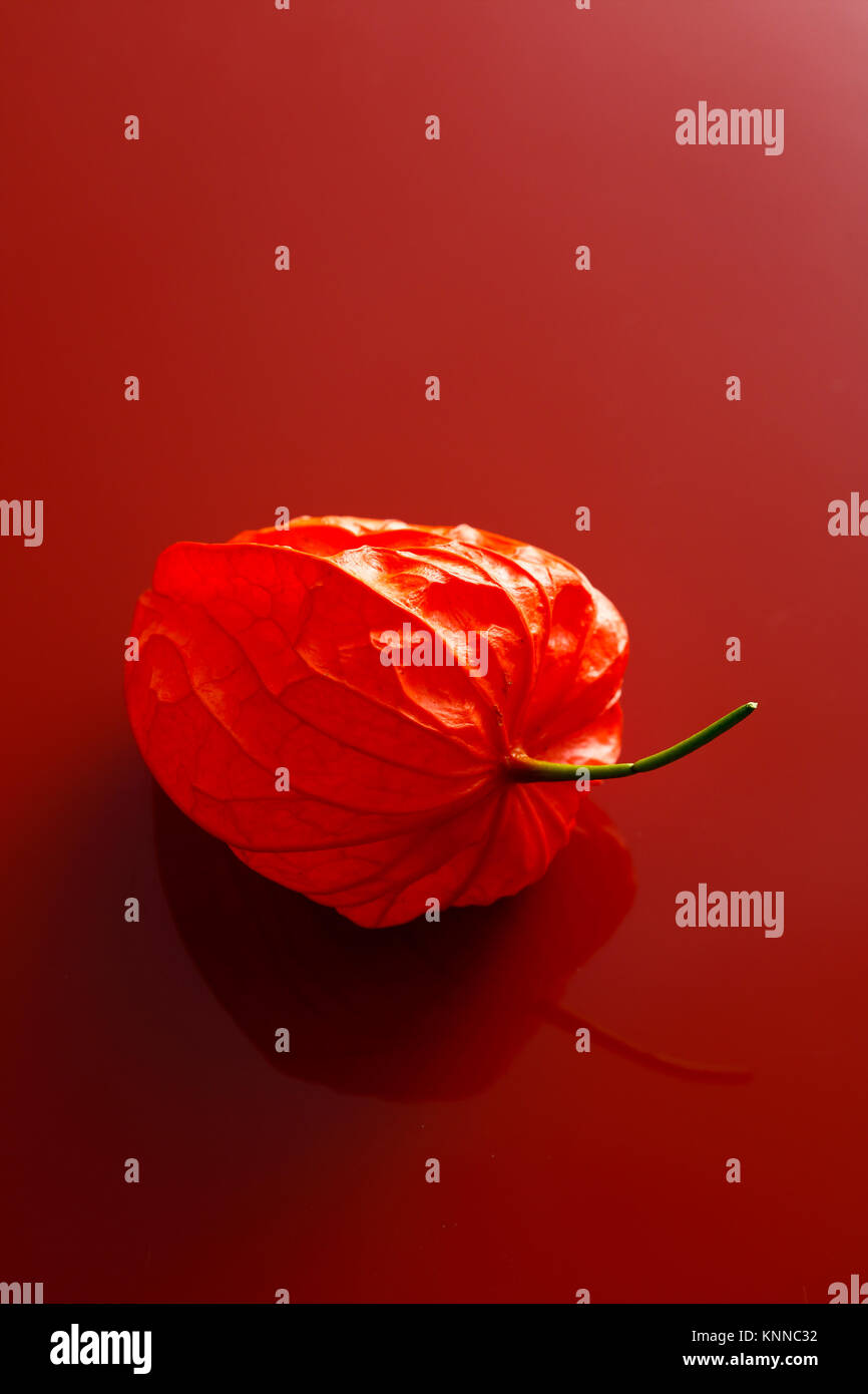 Bladder cherry hi-res stock photography and images - Alamy