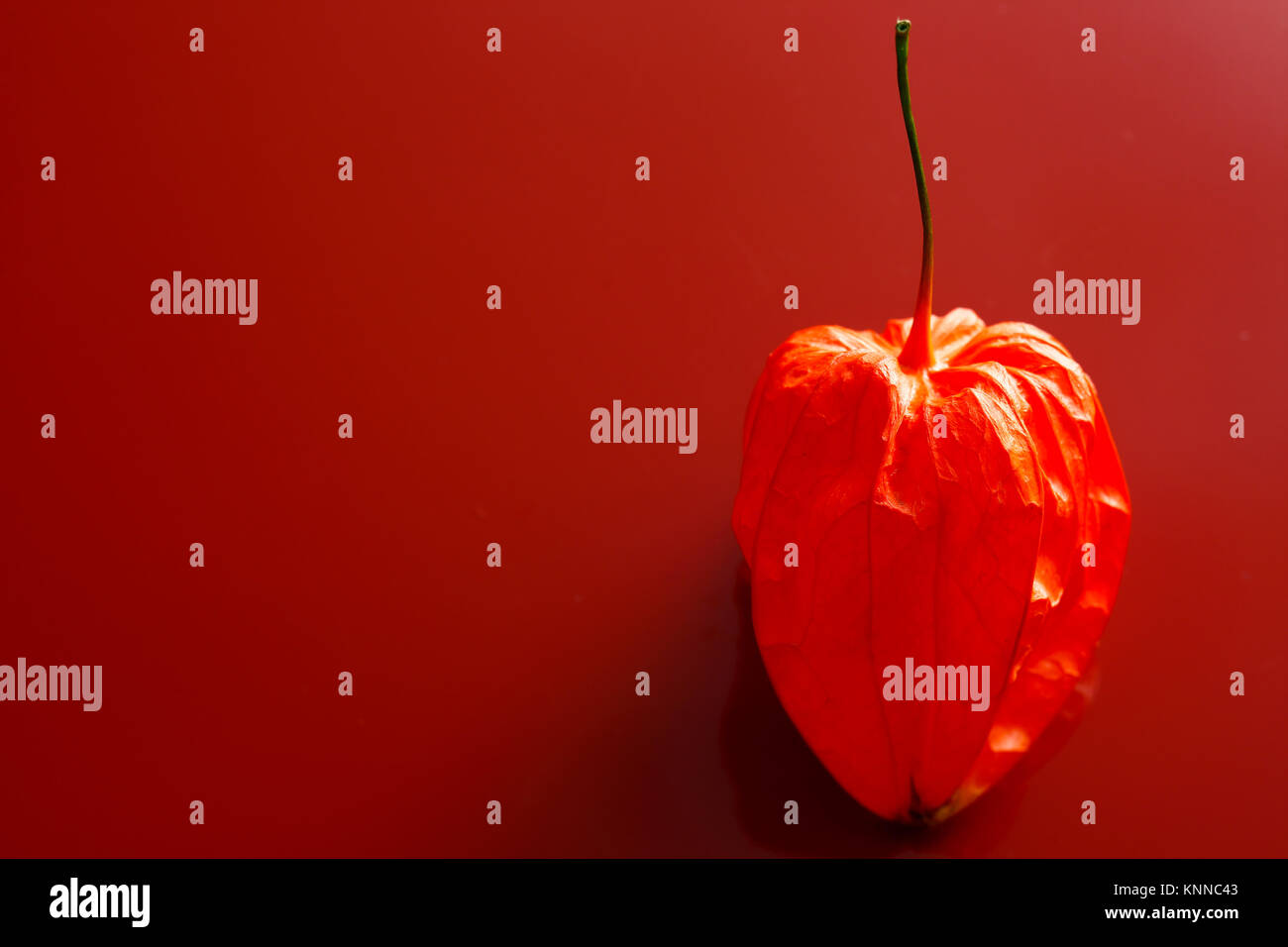 Bonsai cherry hi-res stock photography and images - Alamy